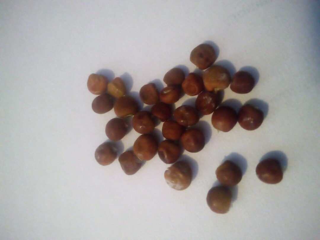 Pigeon Pea Seeds (25+) Cajanus Cajan Red/brown From SW Florida - Etsy