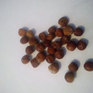 Pigeon Pea Seeds (25+) Cajanus Cajan Red/brown From SW Florida - Etsy