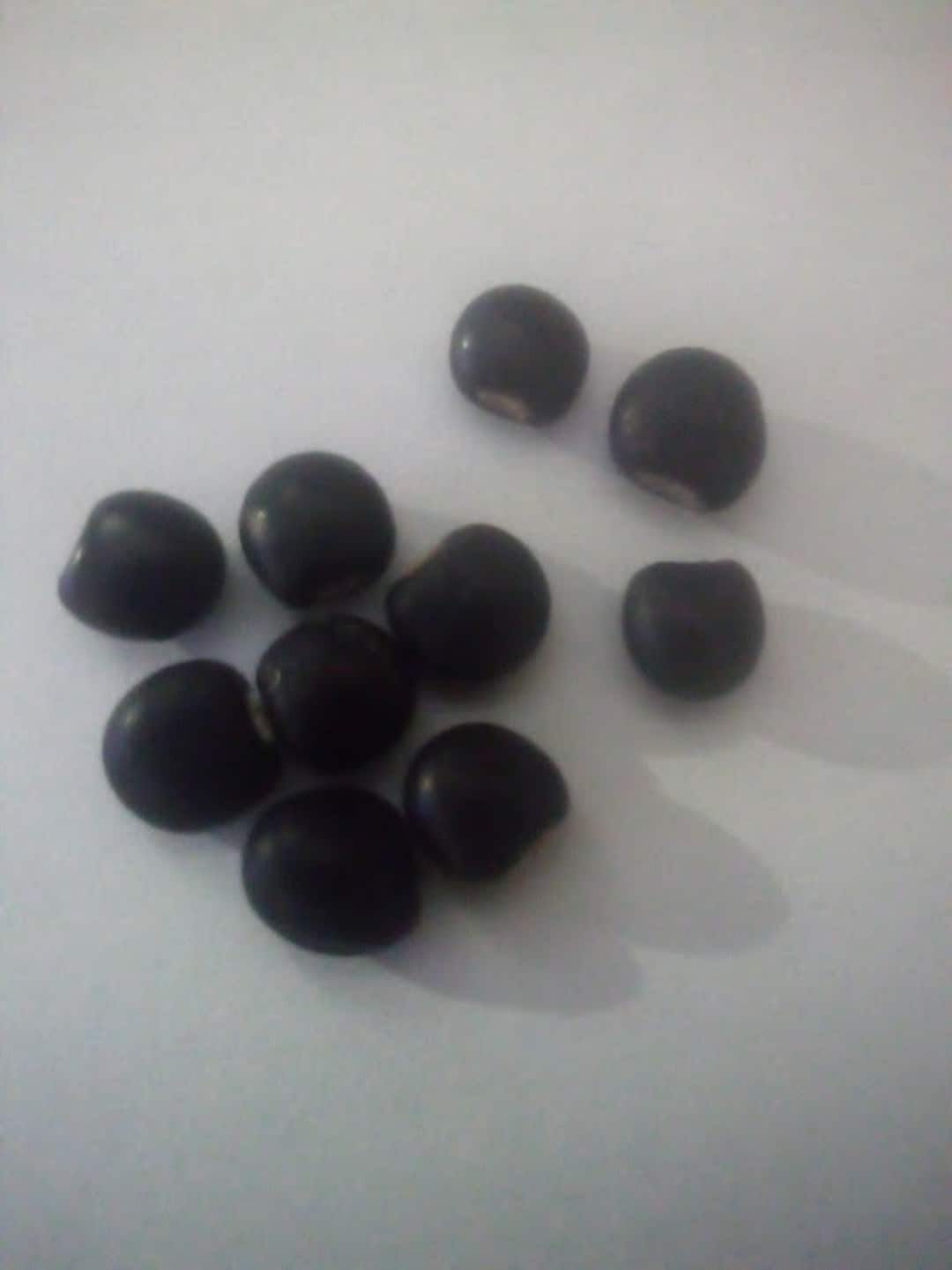 Pigeon Pea Seeds (25+) Cajanus Cajan Black From SW Florida - Etsy