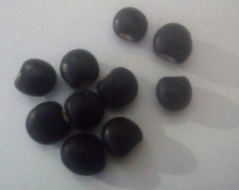 Organic Red PIGEON PEAS Gunga Pea 50 Seeds Cajanus Cajan Gandul Lazaro ...