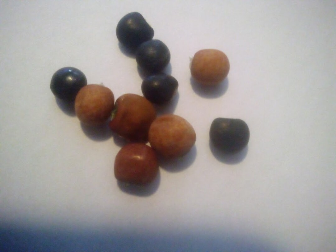 Pigeon Pea Seeds Mixed Colors (25+) Cajanus Cajan Red/brown/black From ...
