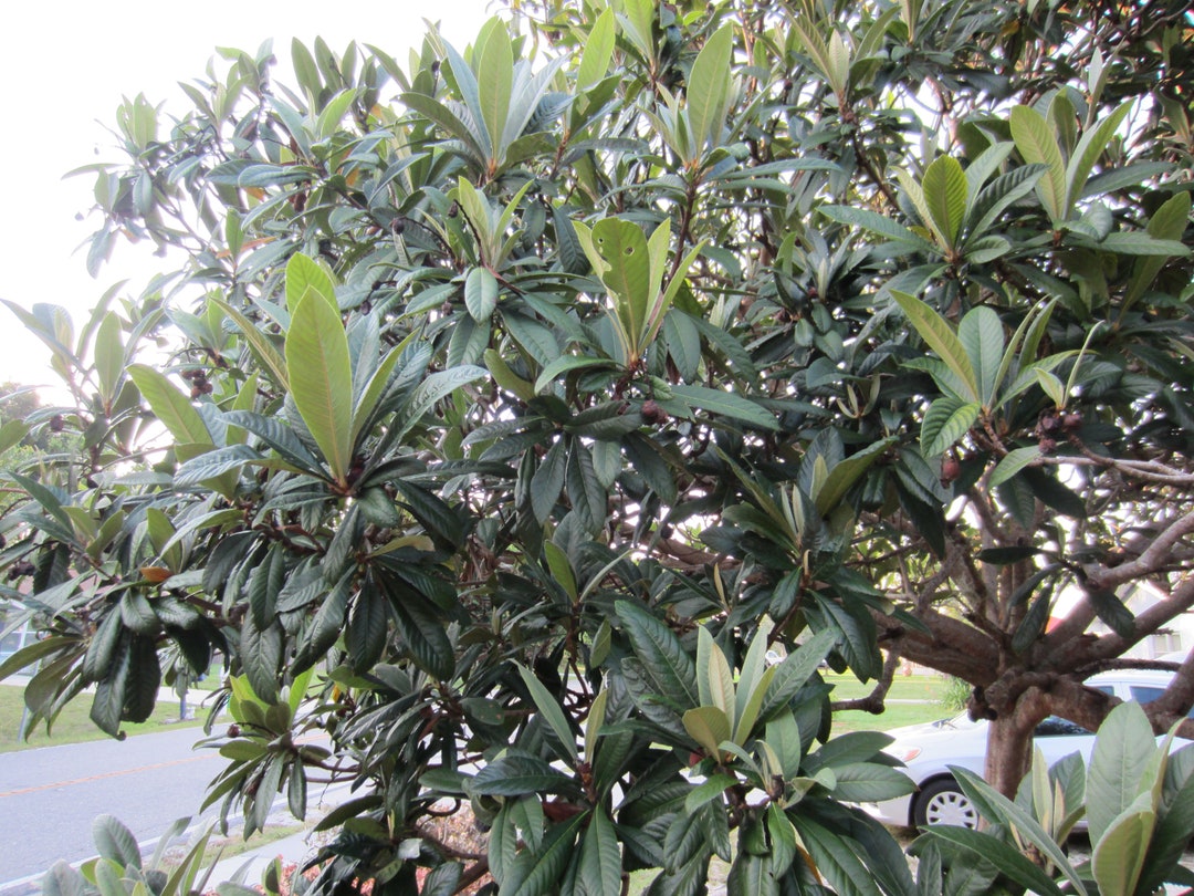 LOQUAT TREE Leaves (30) Eriobotrya Japonica Fresh Organic for Tea or ...