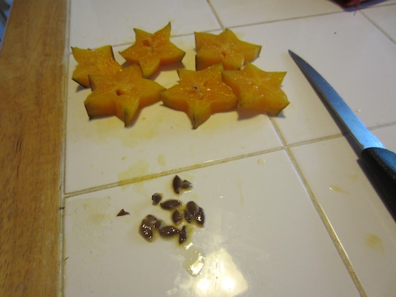 10 Star Fruit Seeds Carambola Organic and Fresh From SW - Etsy