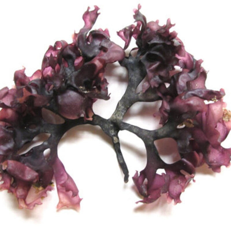 Wild Sea Moss - Etsy
