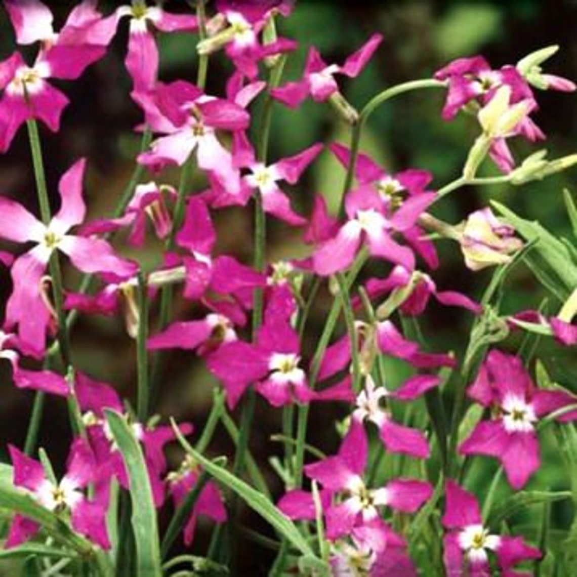 Flower seeds MATIOLA DOUBLE | Etsy