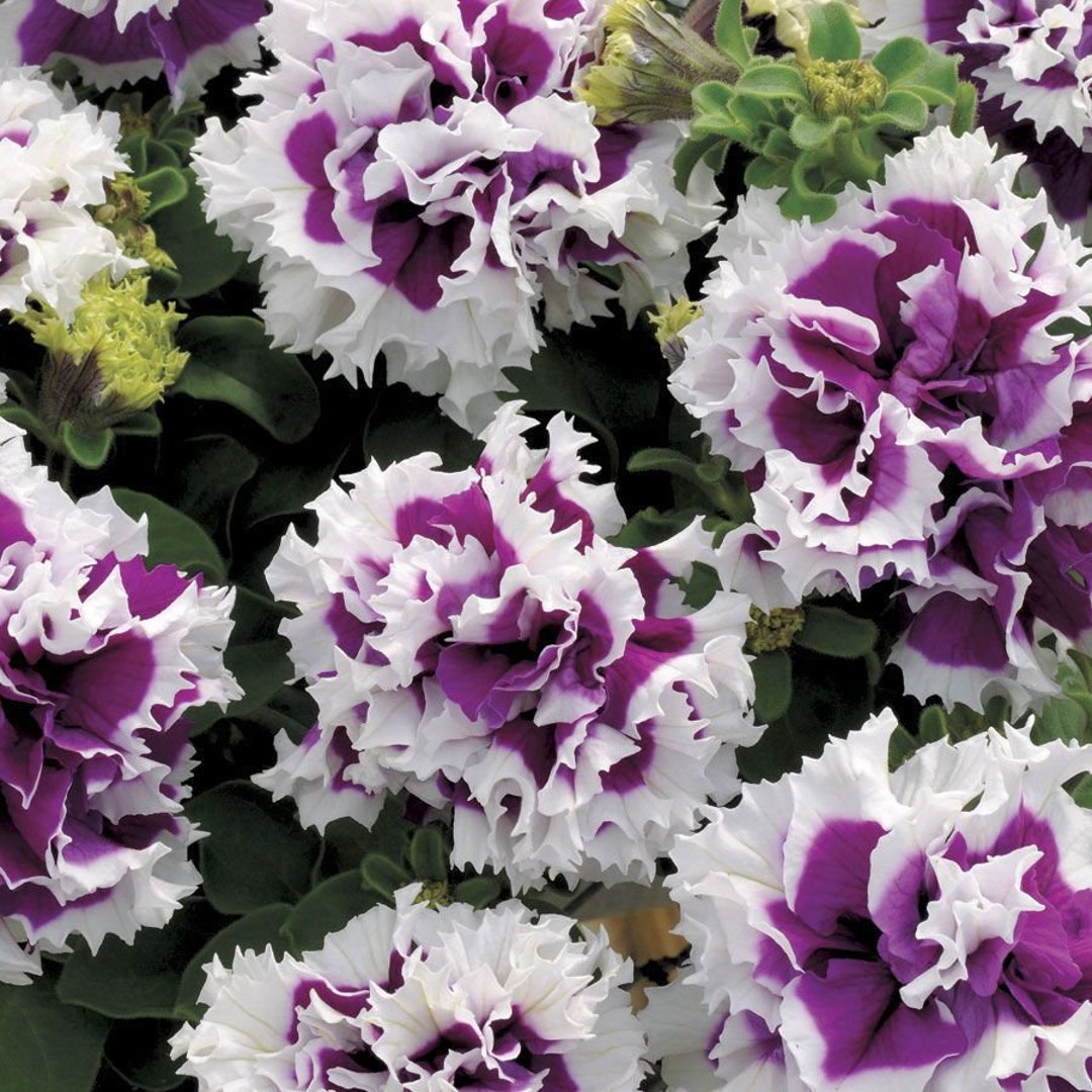 PETUNIA PIRUT PURPLE F1 Flower Seeds - Etsy Canada