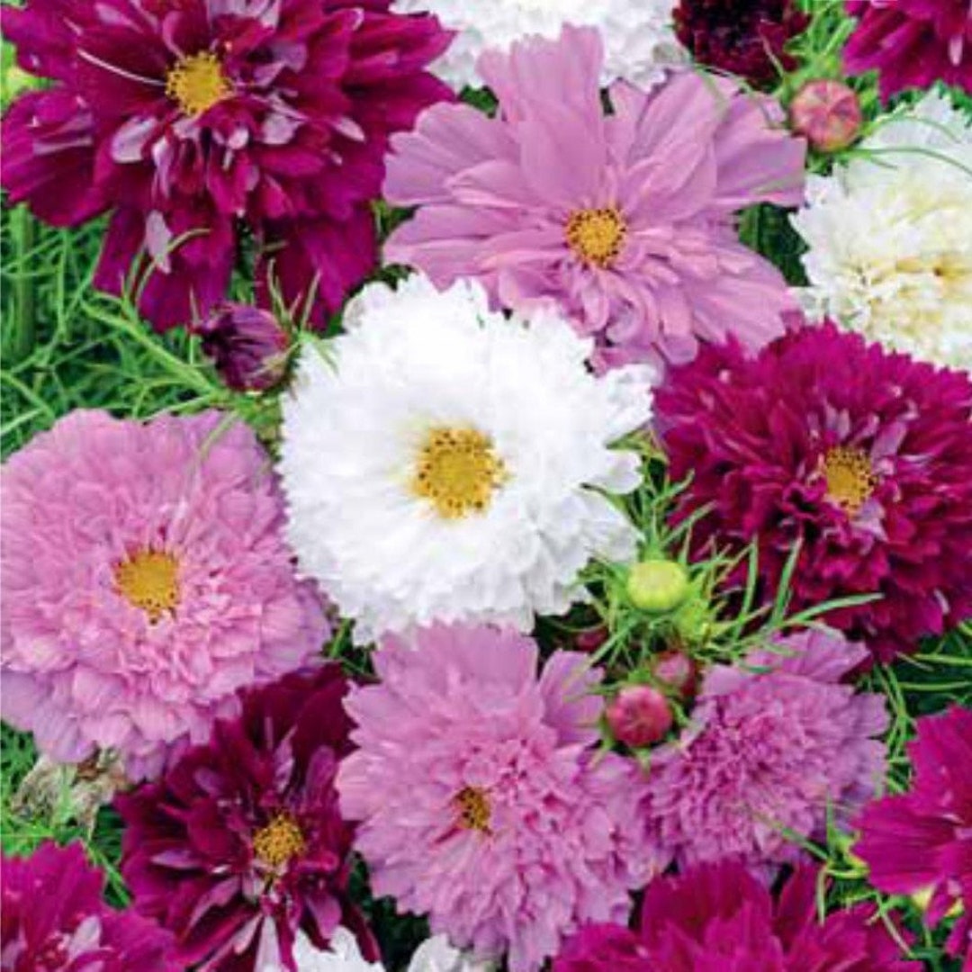 Blumensamen COSMOS SENSATION MIX ca. 20 Samen - Etsy.de