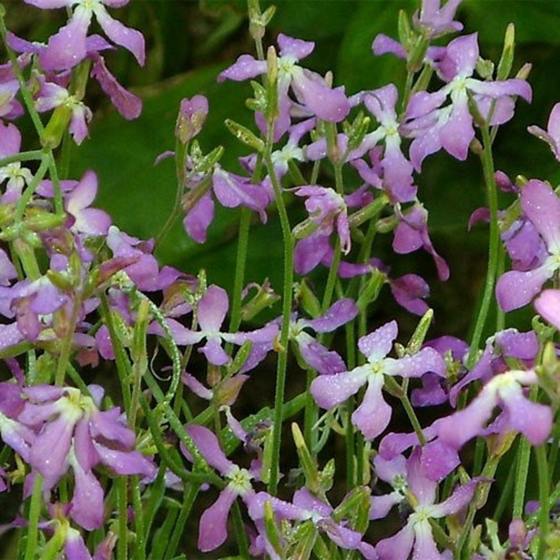 Semillas de flores MATIOLA - Etsy España