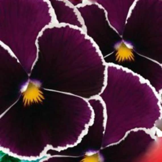 Flower Seeds VIOLA CASSIS | Etsy