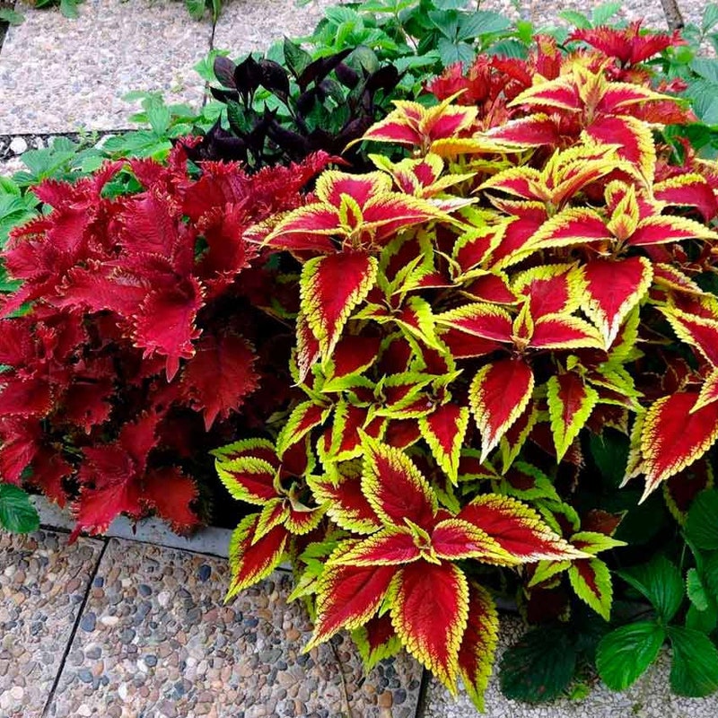 Coleus Seeds - Etsy Sweden