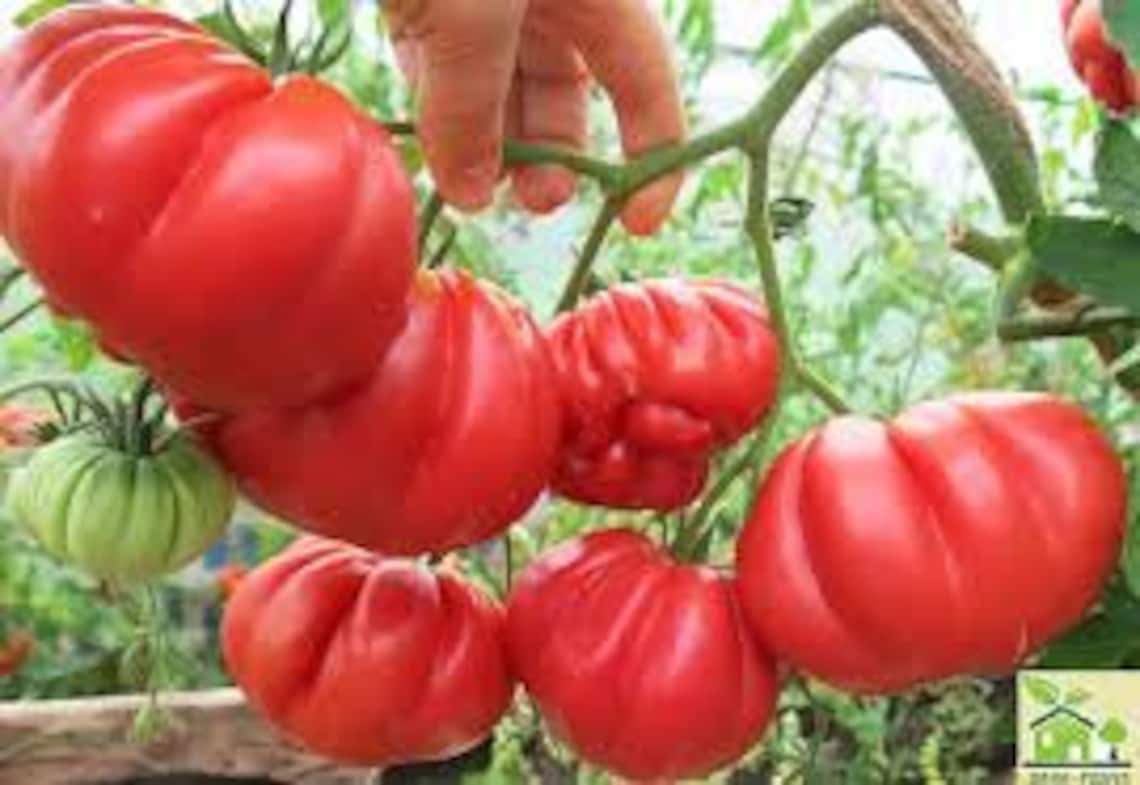 Semillas de tomate AMERICAN RIBBED RED unas 20 semillas - Etsy España