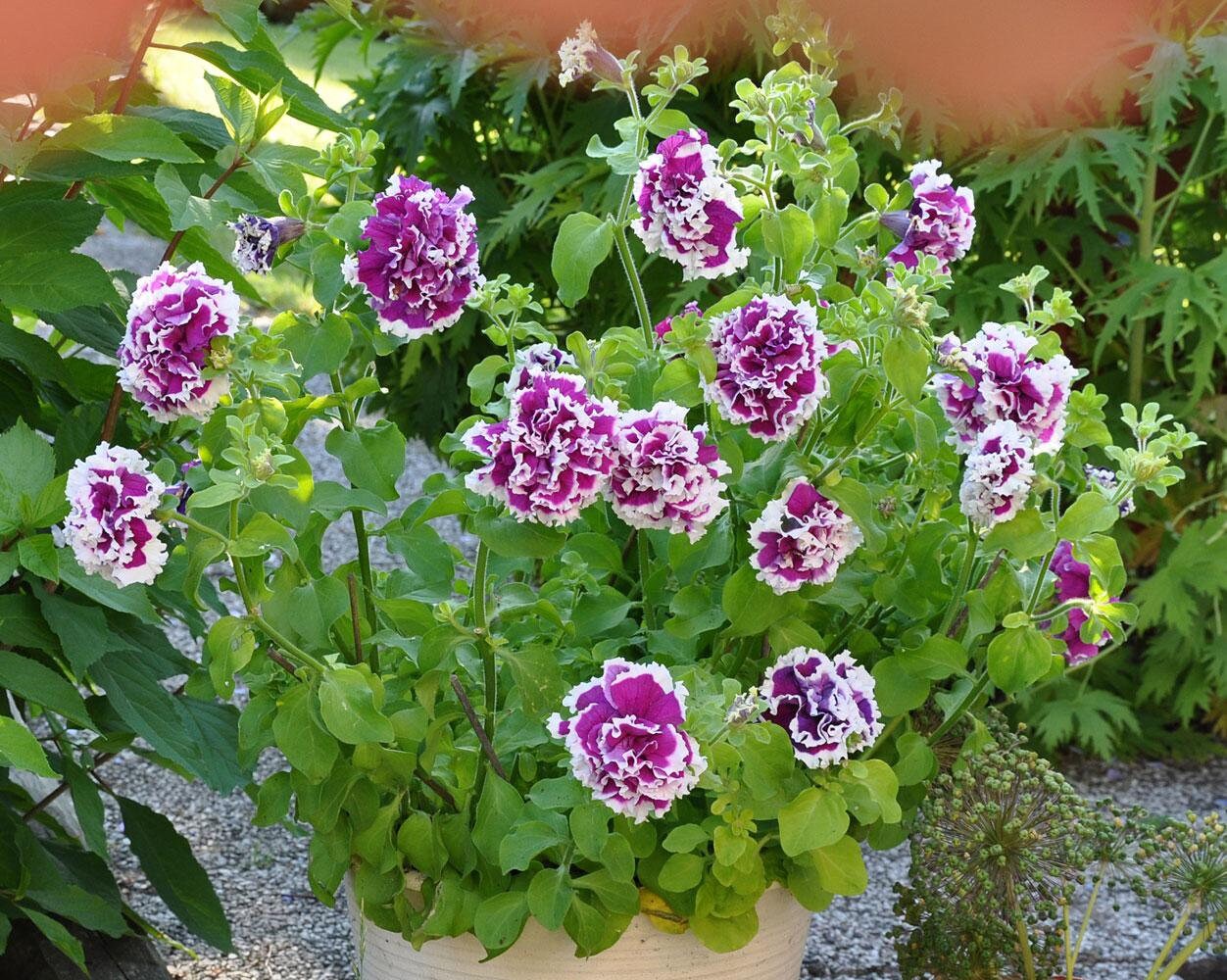 PETUNIA PIRUT PURPLE F1 Flower Seeds - Etsy Canada