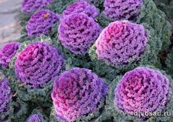 Flower seeds Decorative cabbage LACE | Etsy