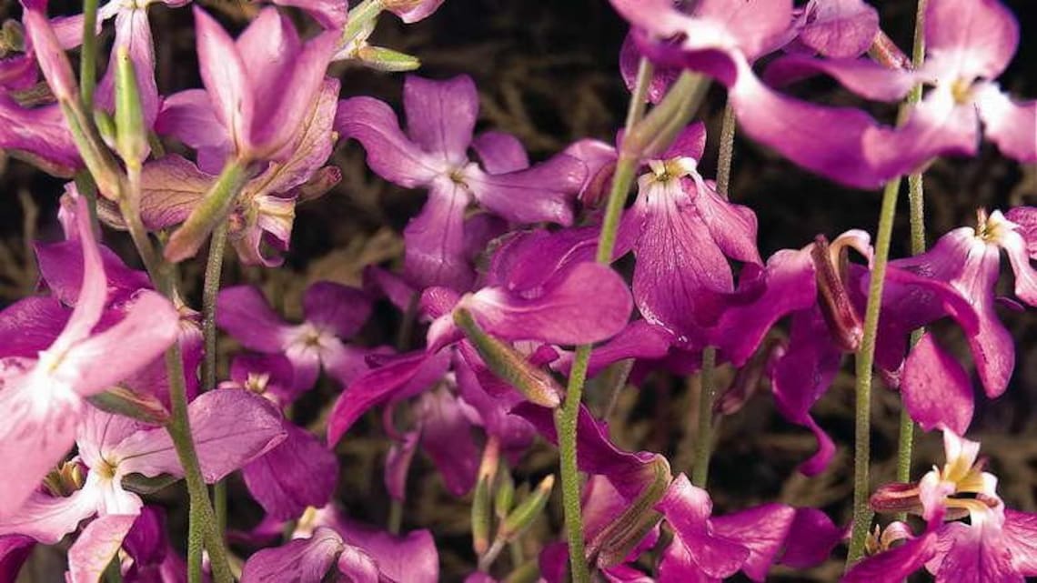 Flower seeds MATIOLA DOUBLE | Etsy