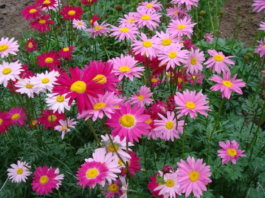 Flor Pyrethrum hybridum ROBINSON alrededor de 50 semillas - Etsy España