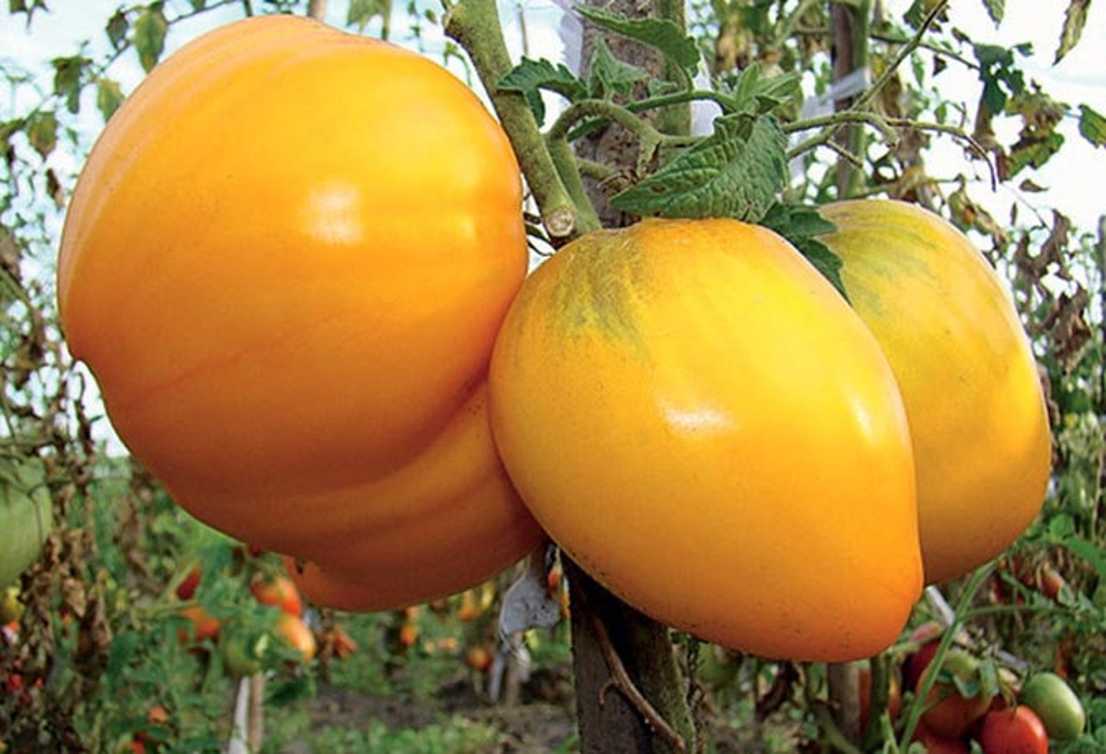 Tomato Seeds BULL HEART YELLOW About 25 Seeds - Etsy Singapore