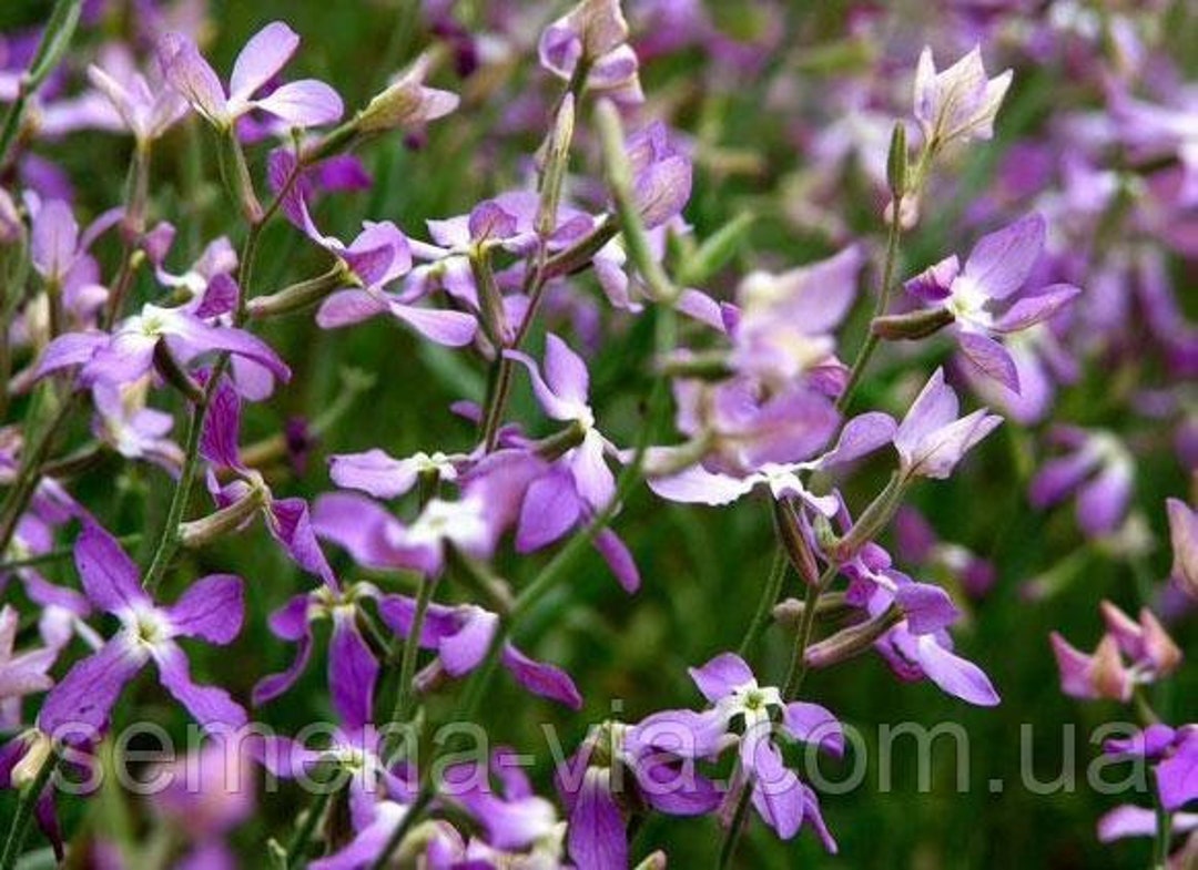 Semillas de flores MATIOLA - Etsy España