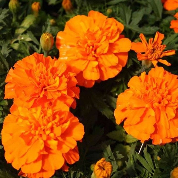 Blumensamen MARIGOLD TANJERIN - Etsy.de