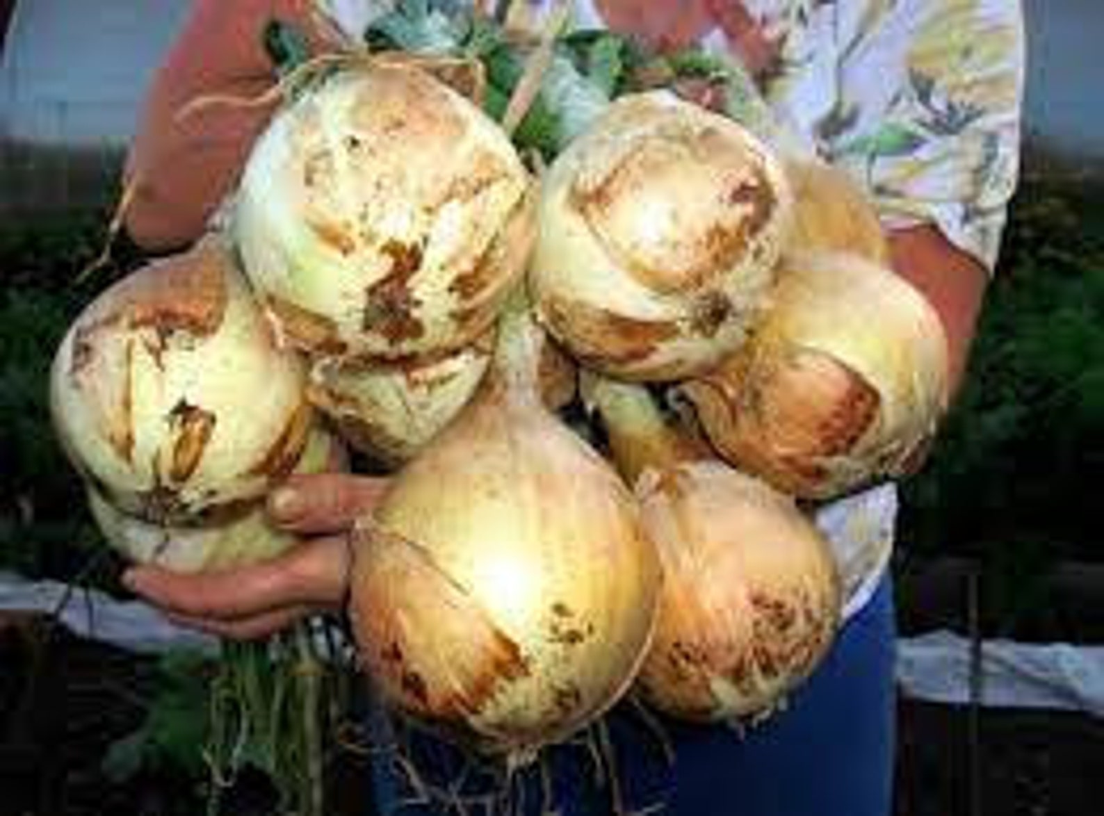 Onion Seeds EXIBISHN About 50 Seeds - Etsy Canada