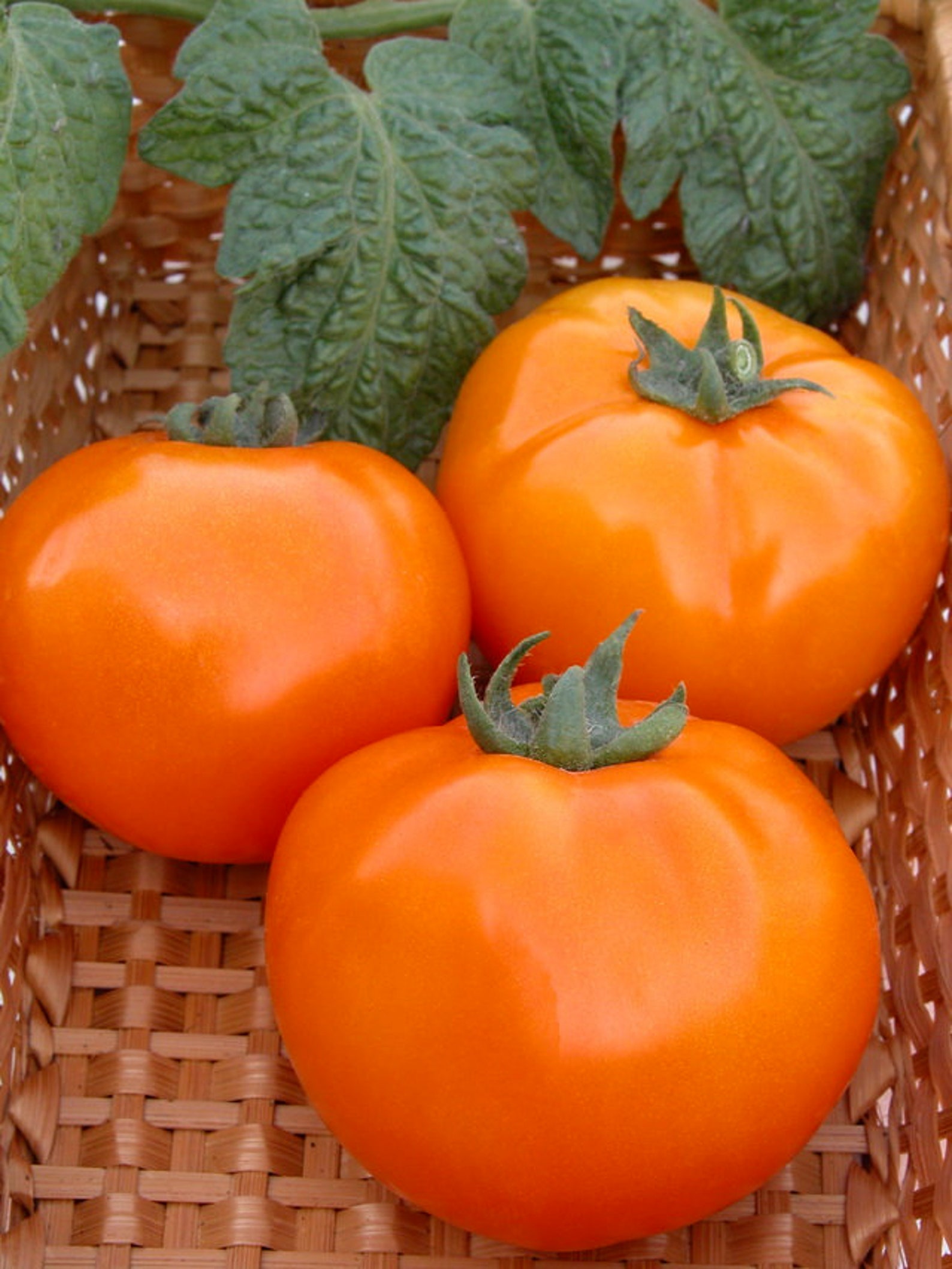 Tomato seeds PERSIMMON | Etsy
