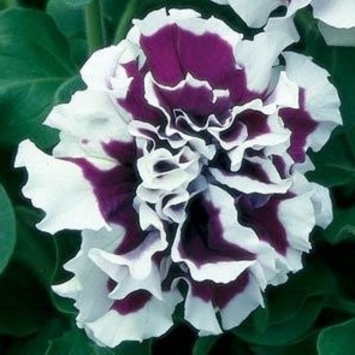 PETUNIA PIRUT PURPLE F1 Flower Seeds - Etsy Canada