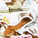 BIRDS, BIRDS, BIRDS 40 Bird Stickers, Realistic Birds, Funny Birds ...