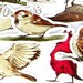 BIRDS, BIRDS, BIRDS 40 Bird Stickers, Realistic Birds, Funny Birds ...