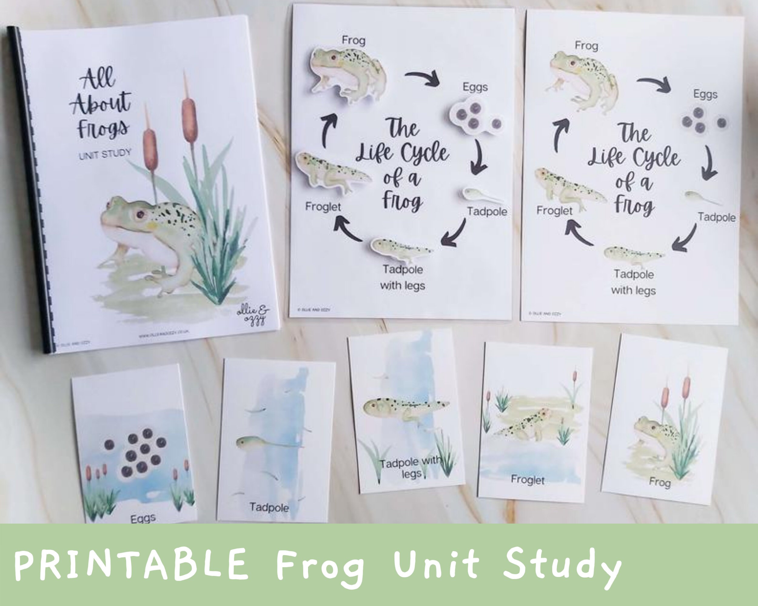 PRINTABLE Frog Unit Study Life Cycle of a Frog Study Bundle - Etsy