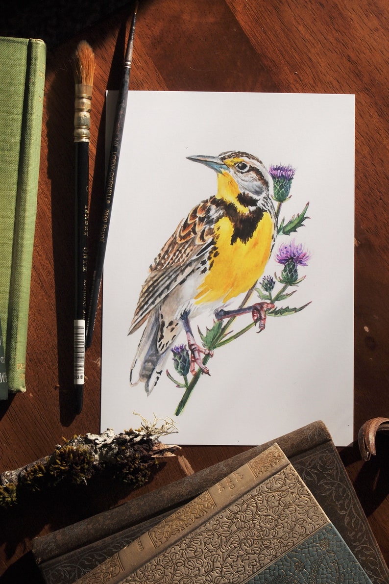 Western Meadowlark Print - Etsy
