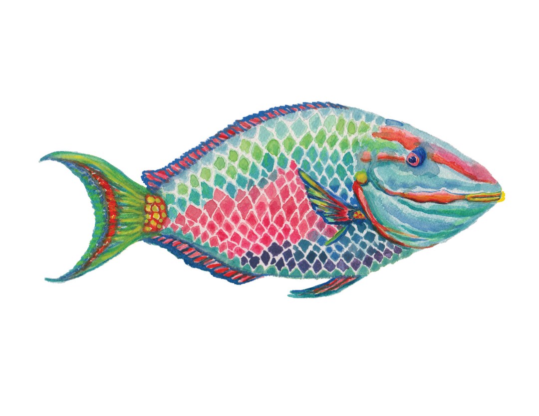 Parrotfish Fish Card or Print Watercolor Painting St. John - Etsy