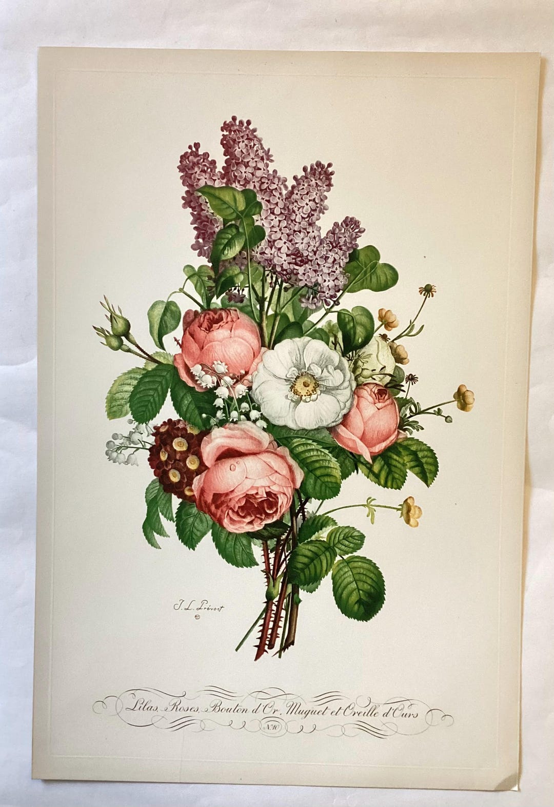 French Botanical Prints From Paris Etching Society, 1947 - Large Format ...
