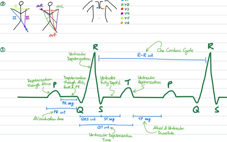Cardiology Physiology Study Guides - Medical School - Etsy