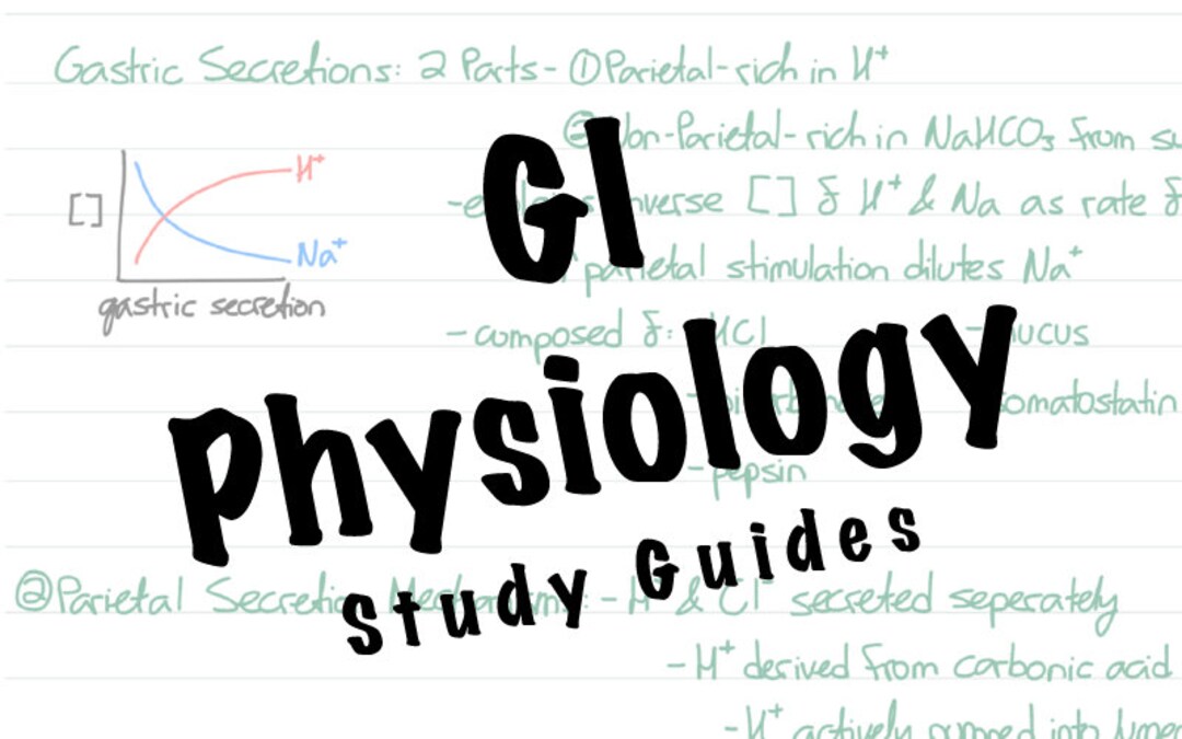 Gastrointestinal GI Physiology Study Guides - Medical School - Etsy