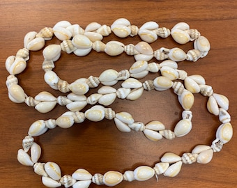 Baby Conch Shell - Etsy