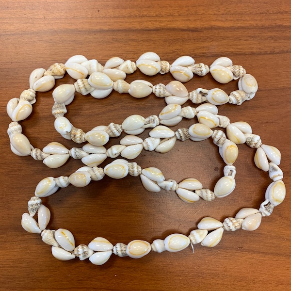 Baby Conch Shell - Etsy