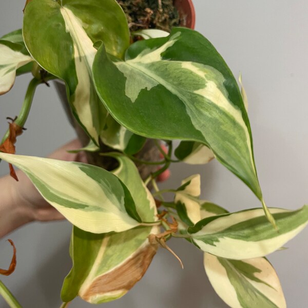 Philodendron - Etsy UK