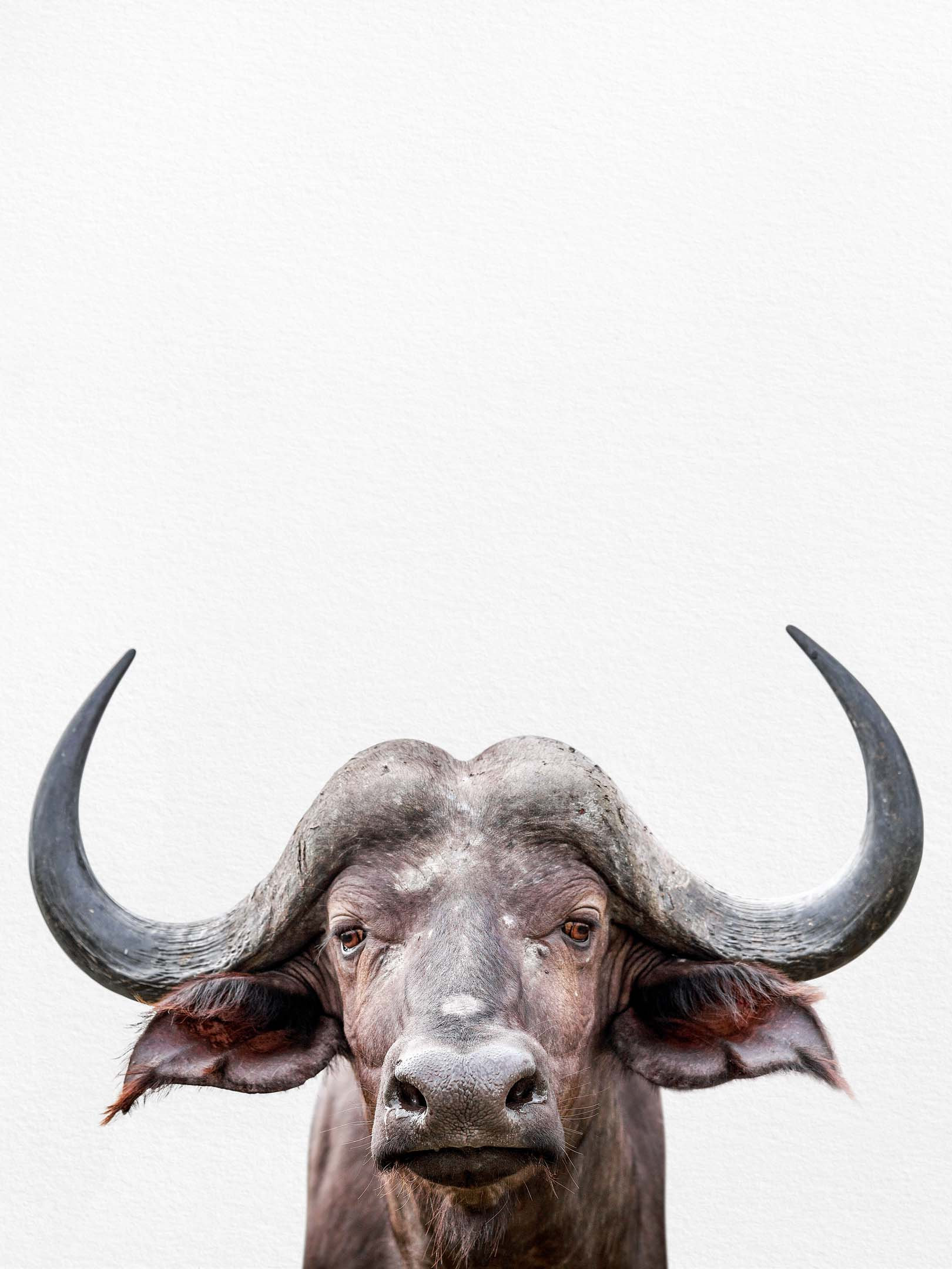 Buffalo Print Buffalo Wall Art Buffalo Decor Living Room | Etsy