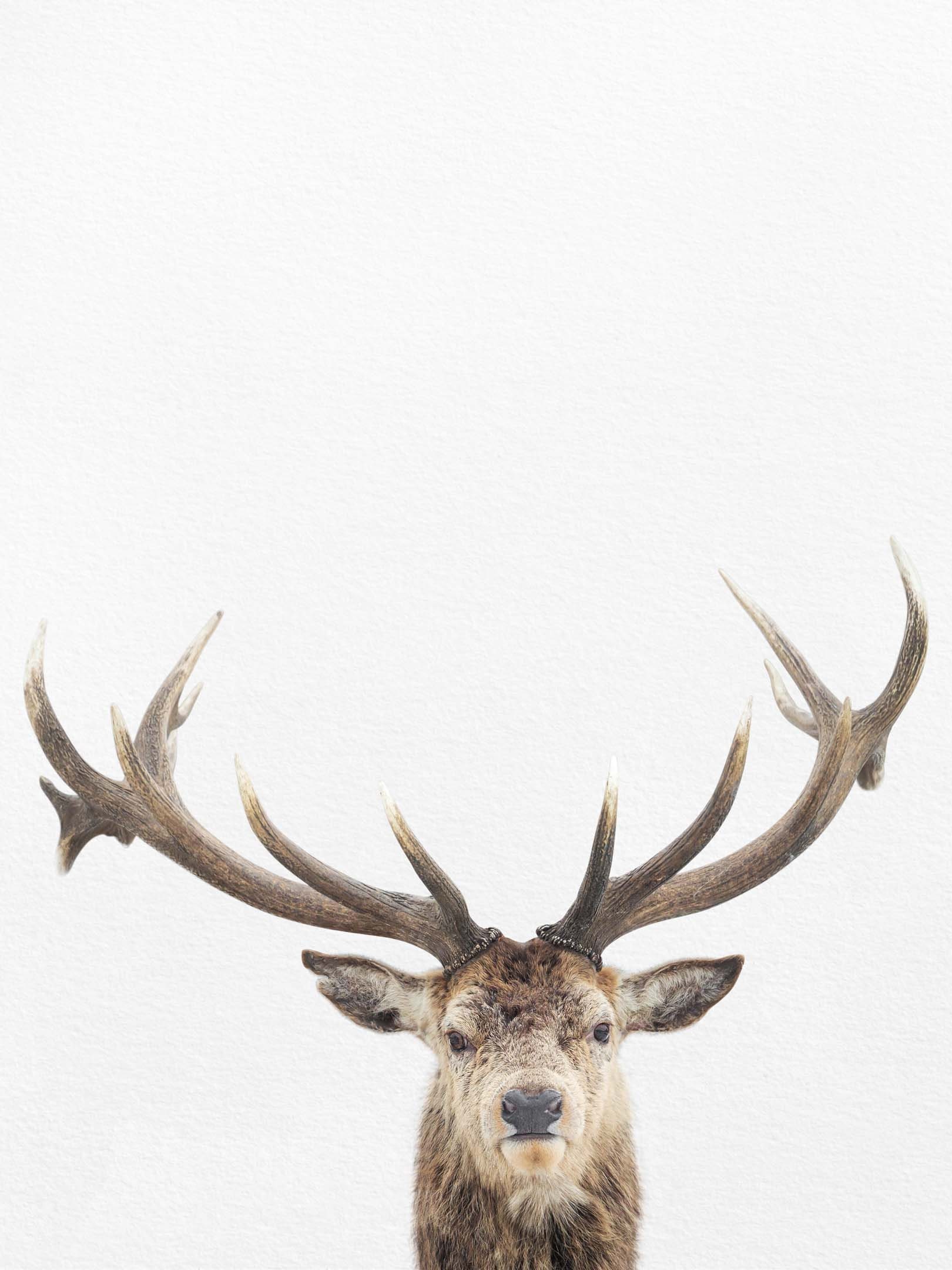 Deer Print Deer Wall Art Deer Decor Living Room Art - Etsy