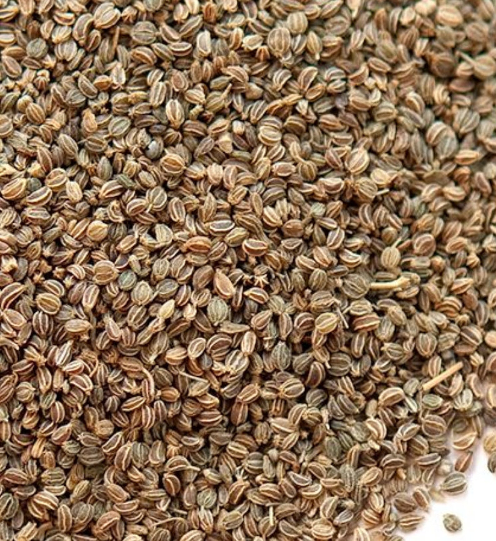 Semilla de apio entera 1 oz 14 oz semillas secas enteras | Etsy