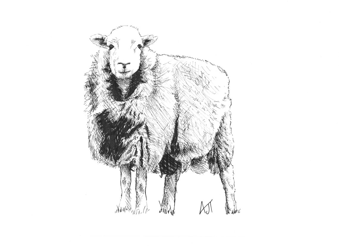 Pen and Ink Herdwick Sheep Print - Etsy