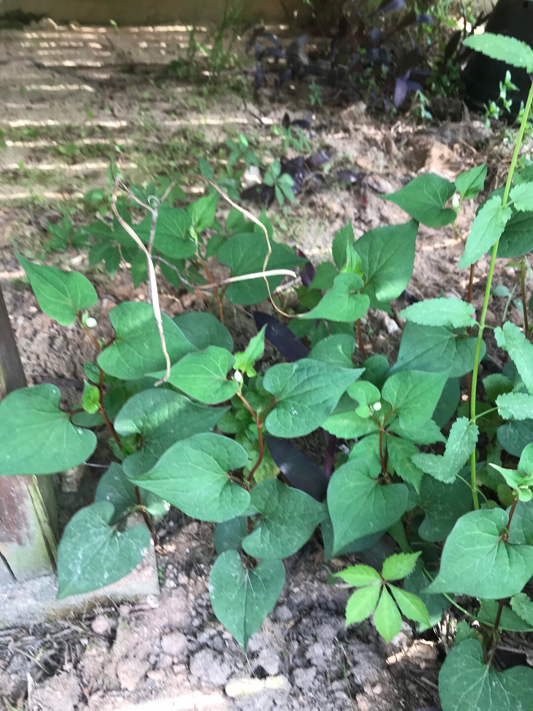 10 /15/20/30/40 Edible Fish Mint Plants(edible Herbs or Spices) - Etsy