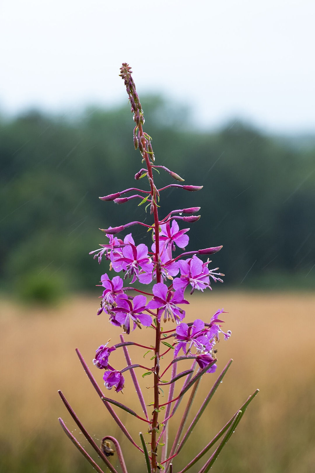 Fireweed - Fine Art Photography Print | Scotland | Travel Photography ...