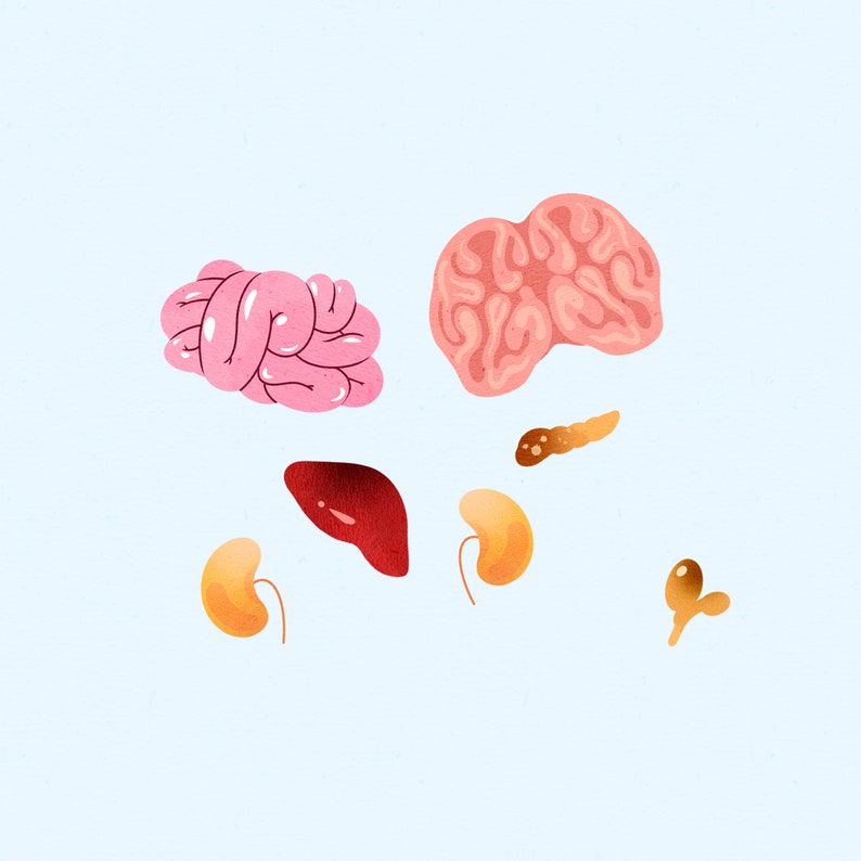 Watercolor Human Anatomy Clipart / Digestive System Download / Instant ...