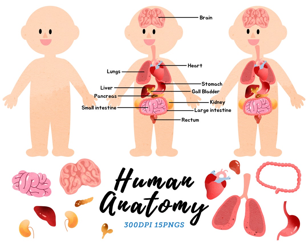 Watercolor Human Anatomy Clipart / Digestive System Download / Instant ...