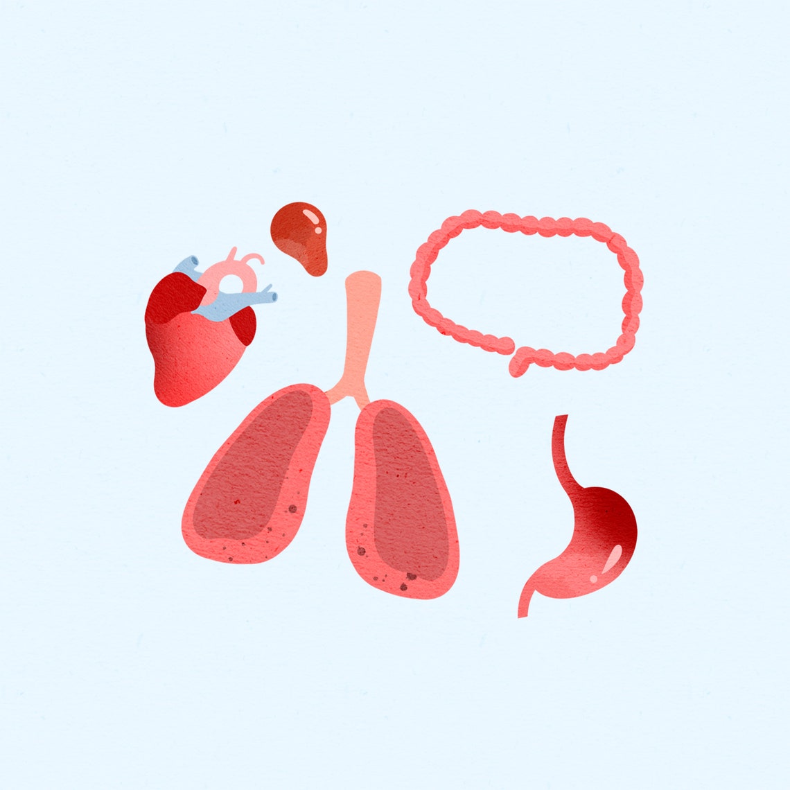 Watercolor Human Anatomy Clipart / Digestive System Download / Instant ...