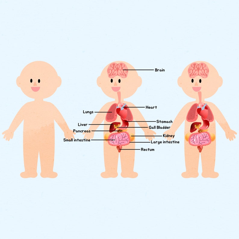 Watercolor Human Anatomy Clipart / Digestive System Download / Instant ...
