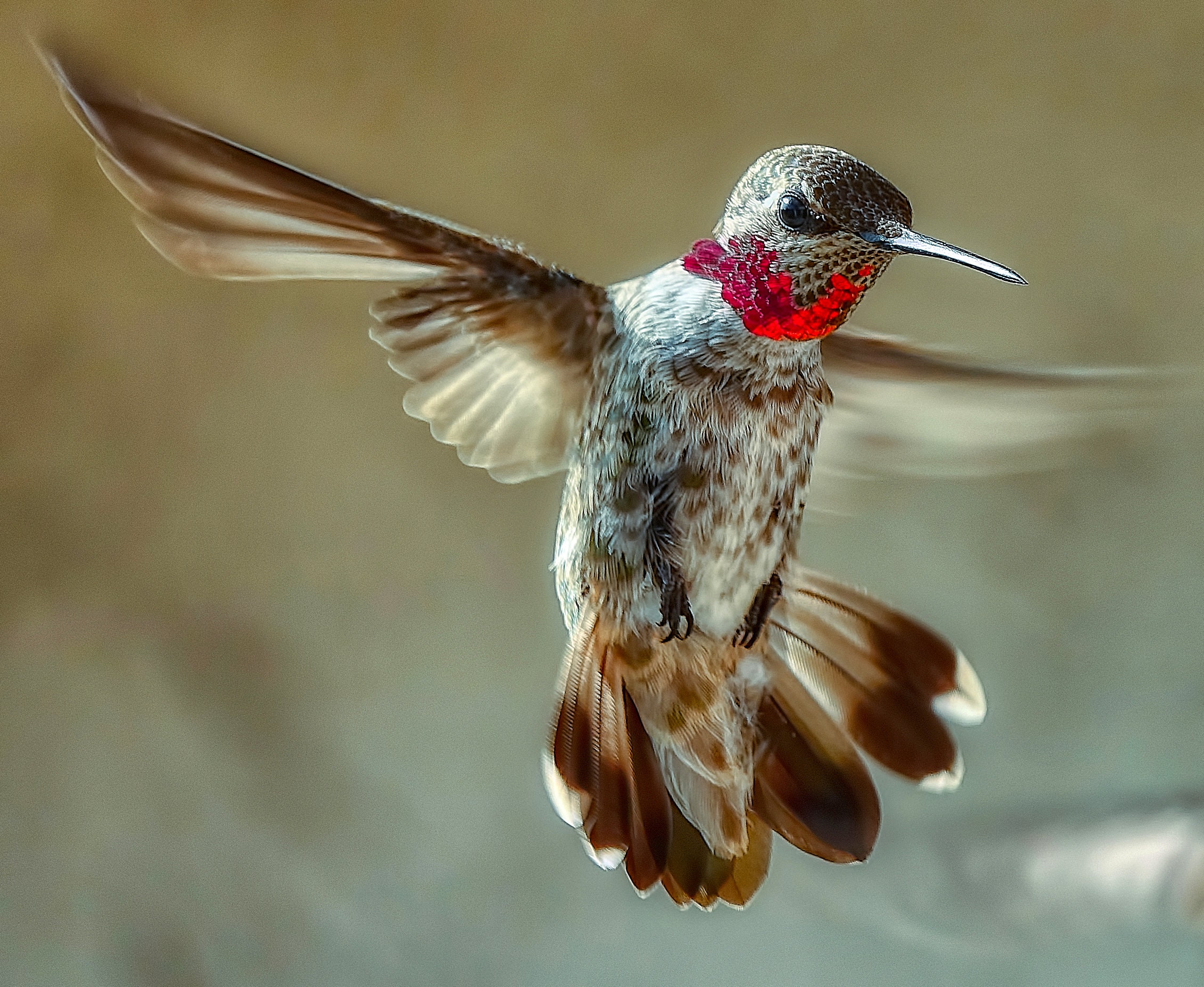 Anna's Hummingbird Color Print - Etsy