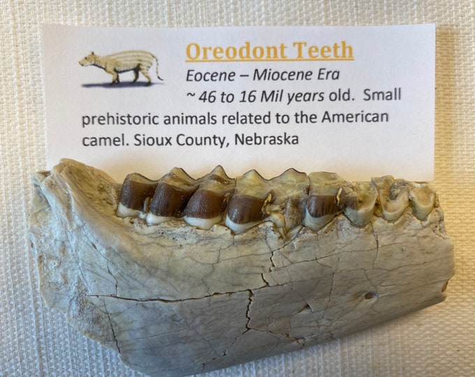 OREODONT JAW Lower With Teeth - Etsy