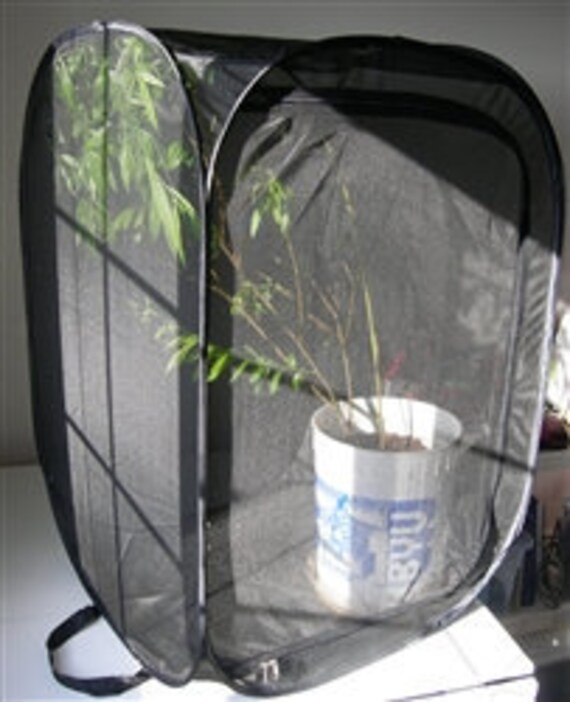 24x24x36 Butterfly Enclosure Home House Cage Monarch Specific | Etsy