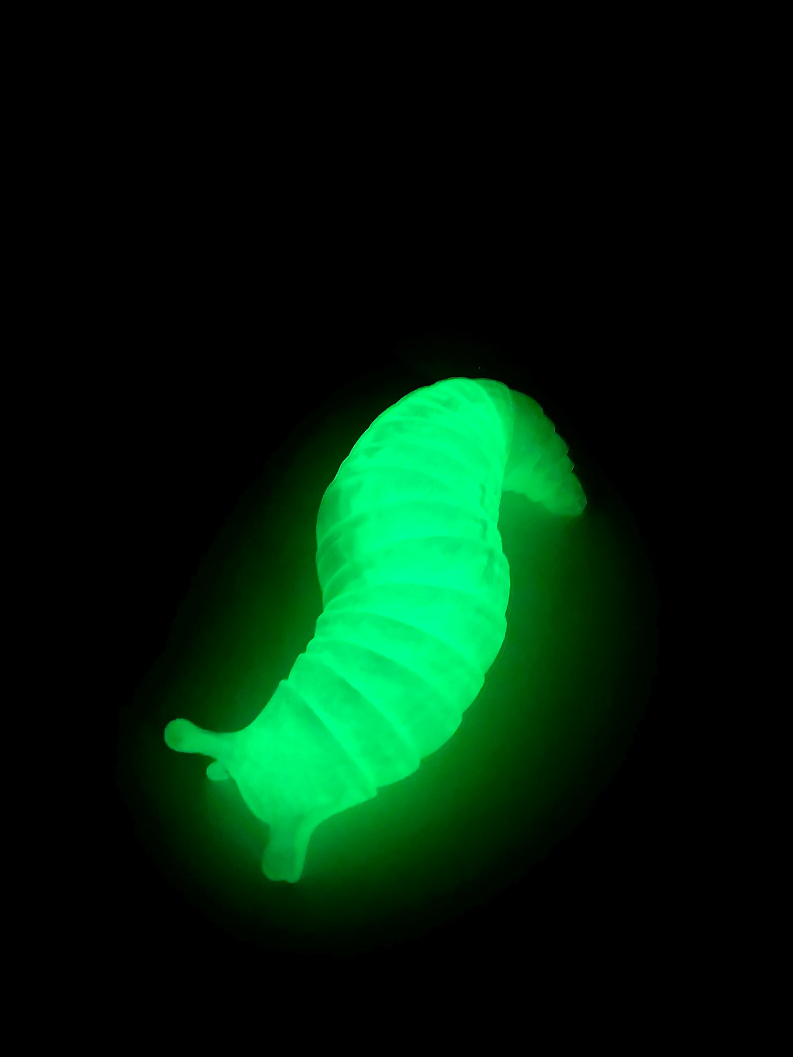GLOW SLUG Glow in the Dark Fidget Slug Includes LED | Etsy